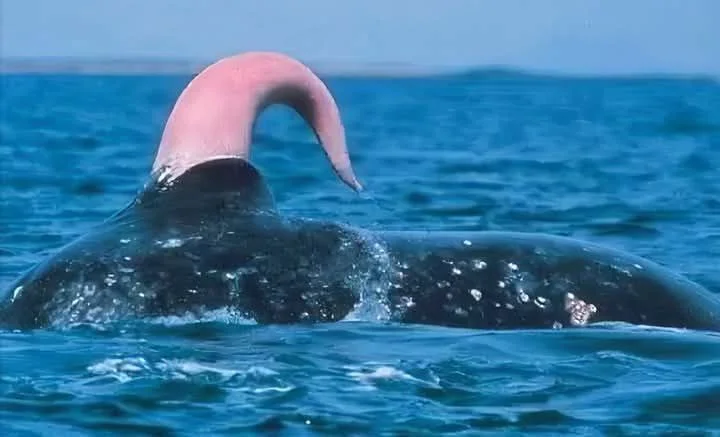 Shocking Ocean Fact: How Much Sperm Does A Blue Whale Release – And ...