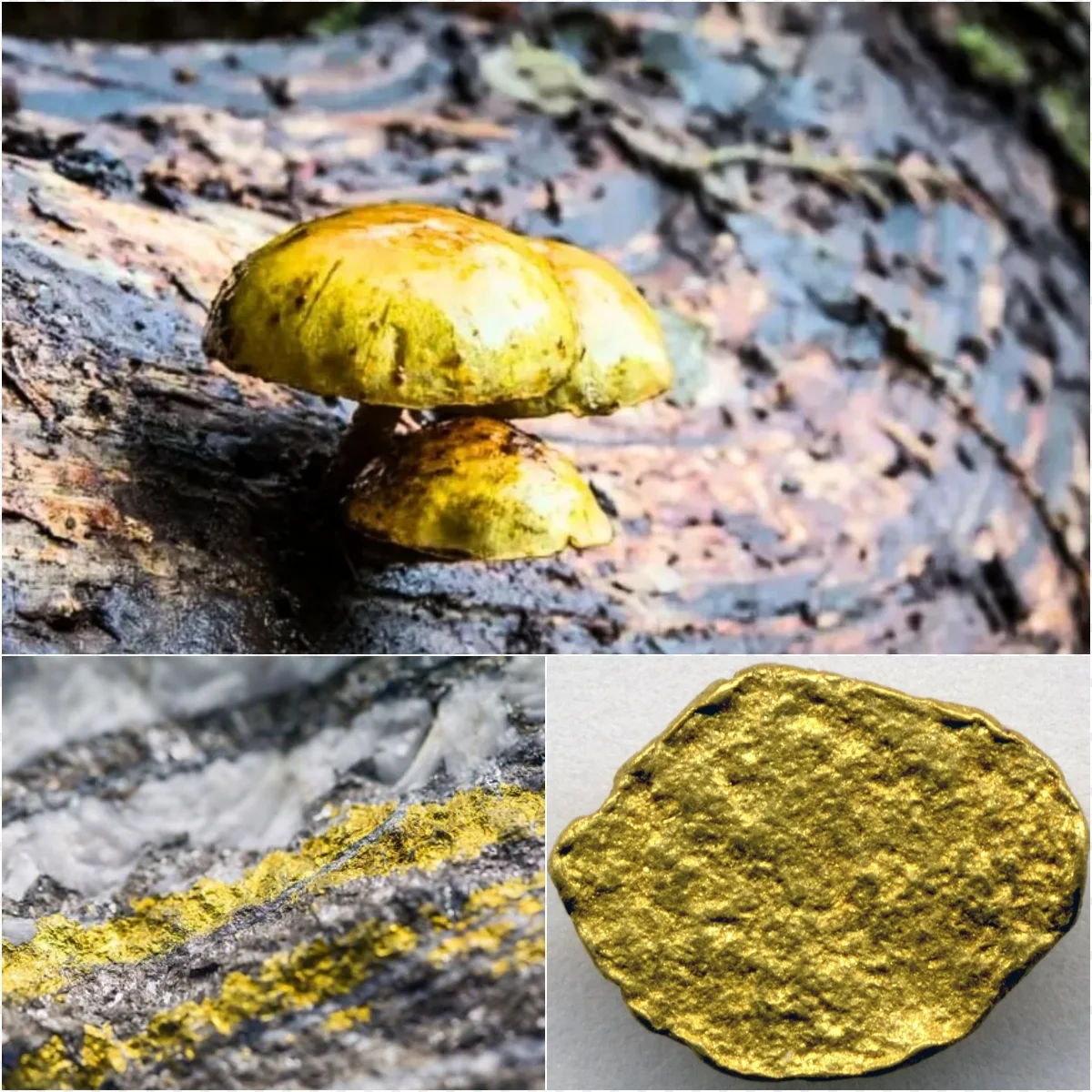 Shocking Discovery: This Tiny Fungus Is ‘Mining’ Gold… From Thin Air!