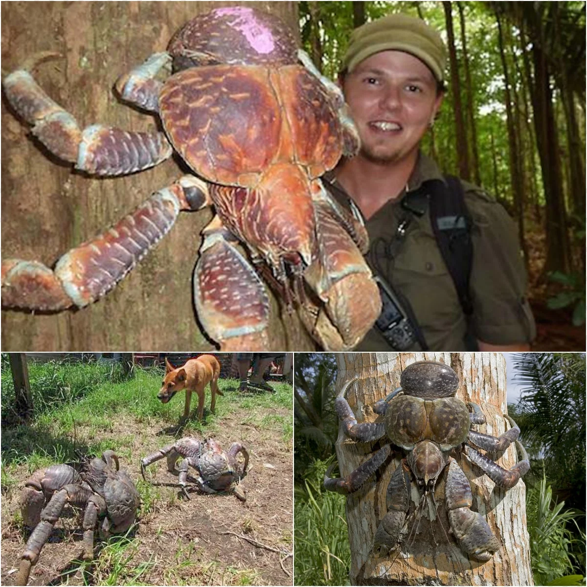SHOCKING: This Giant Crab Doesn’t Just Look Scary — It Lives in Your ...