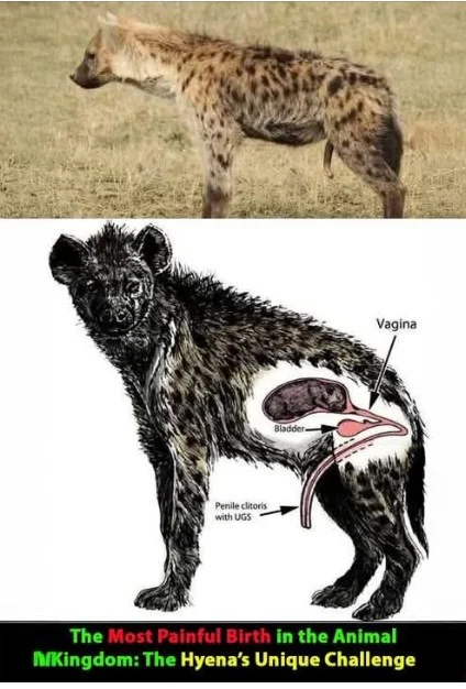 The Dark Secret of Hyena Reproduction: Mating Through a ‘Fake Penis’