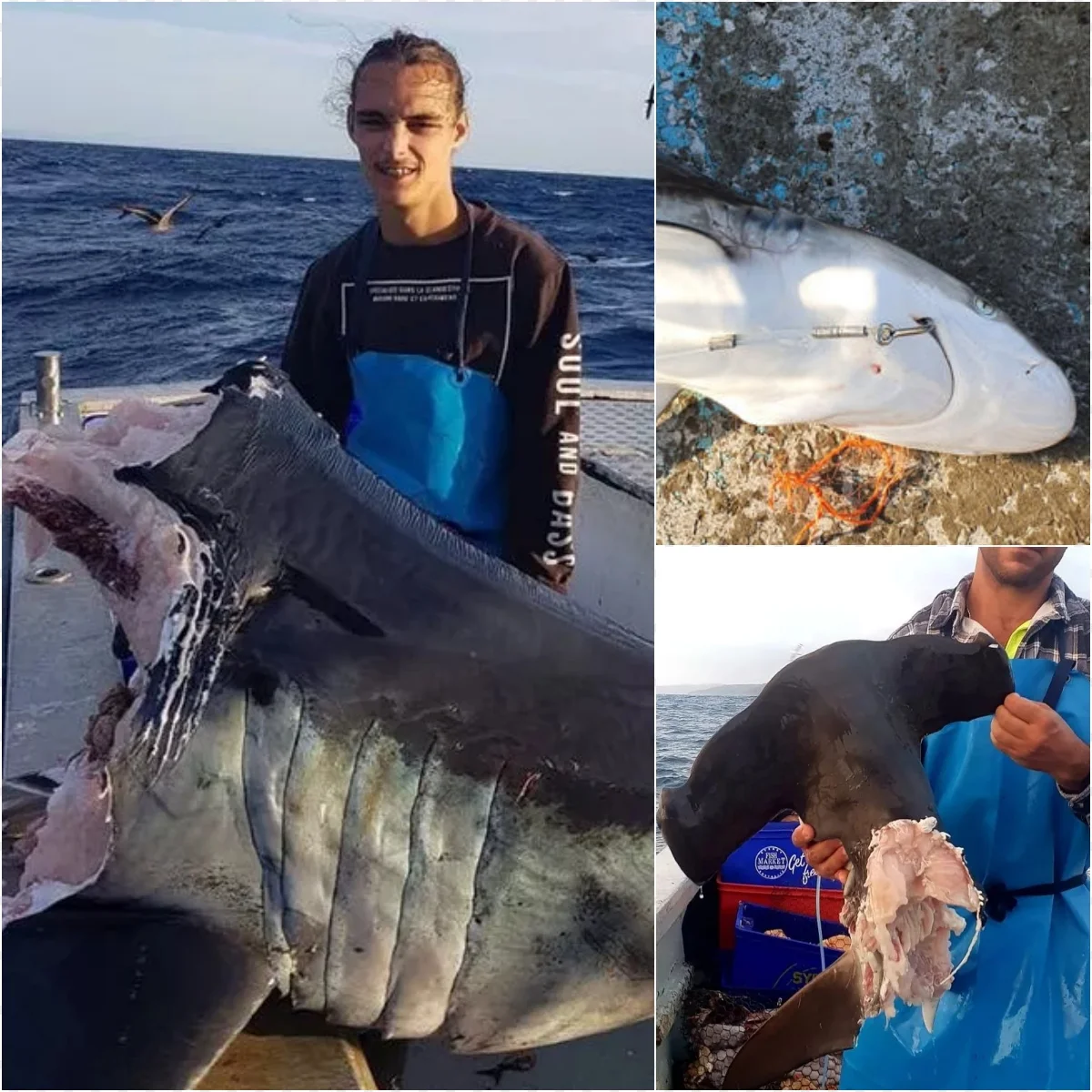 The Ocean’s Dark Secret: Unknown Predator Ripping Sharks in Half!