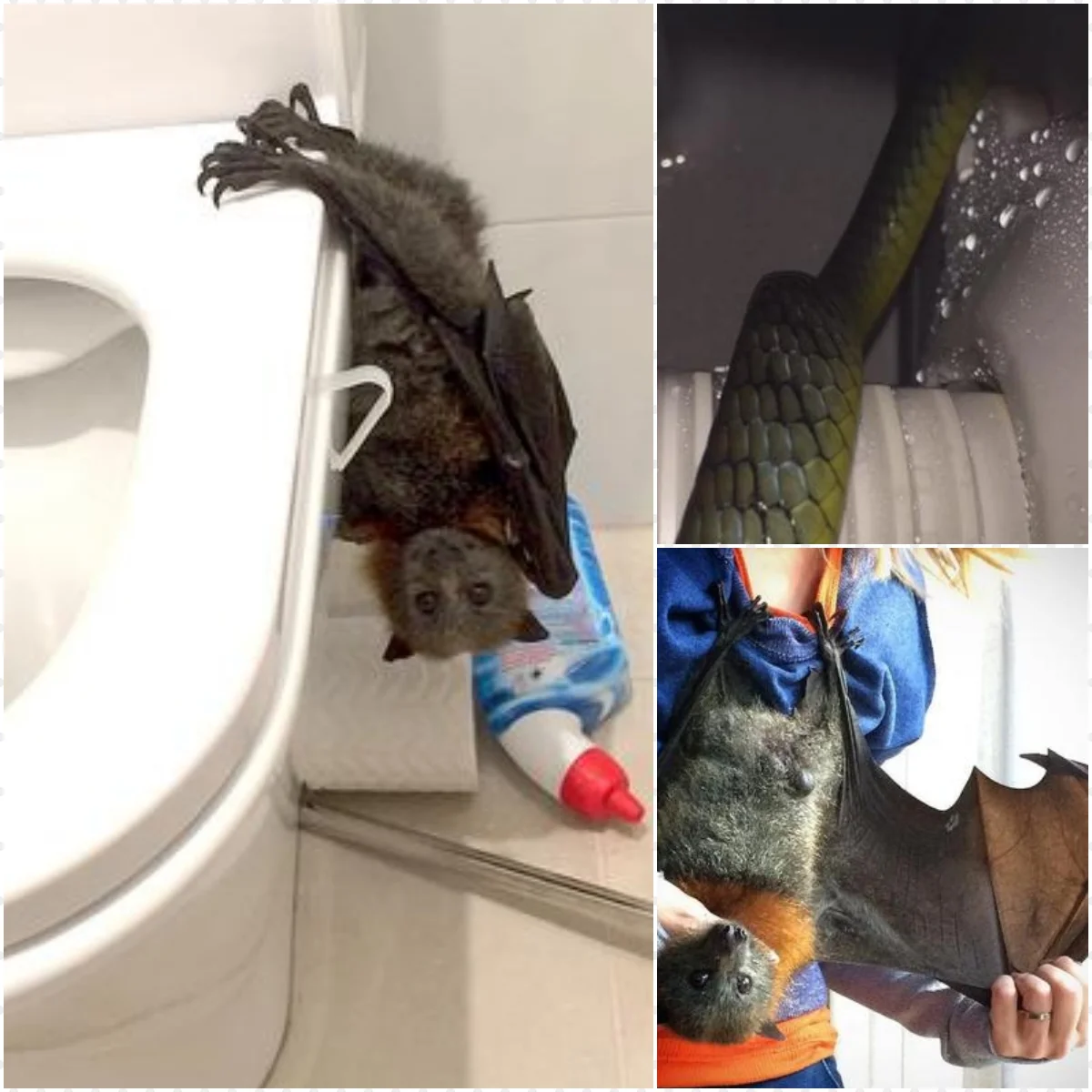 Daylight Shock: Giant Bat and Venomous Snake Found Hiding Together in a ...