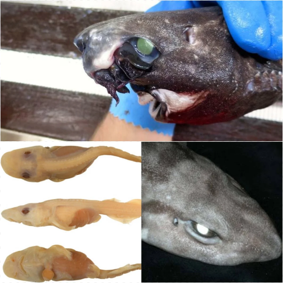 ALIEN SHARK TERROR: Scientists Discover Deep-Sea Demon with Glowing ...