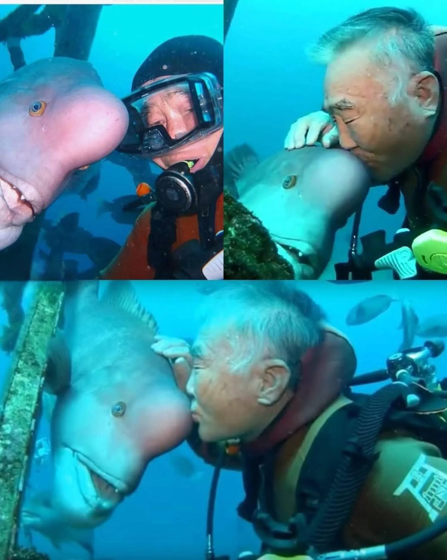 30 YEARS OF UNDERWATER FRIENDSHIP: Diver's Incredible Bond With 'Yoriko' the Fish Will Melt Your ...