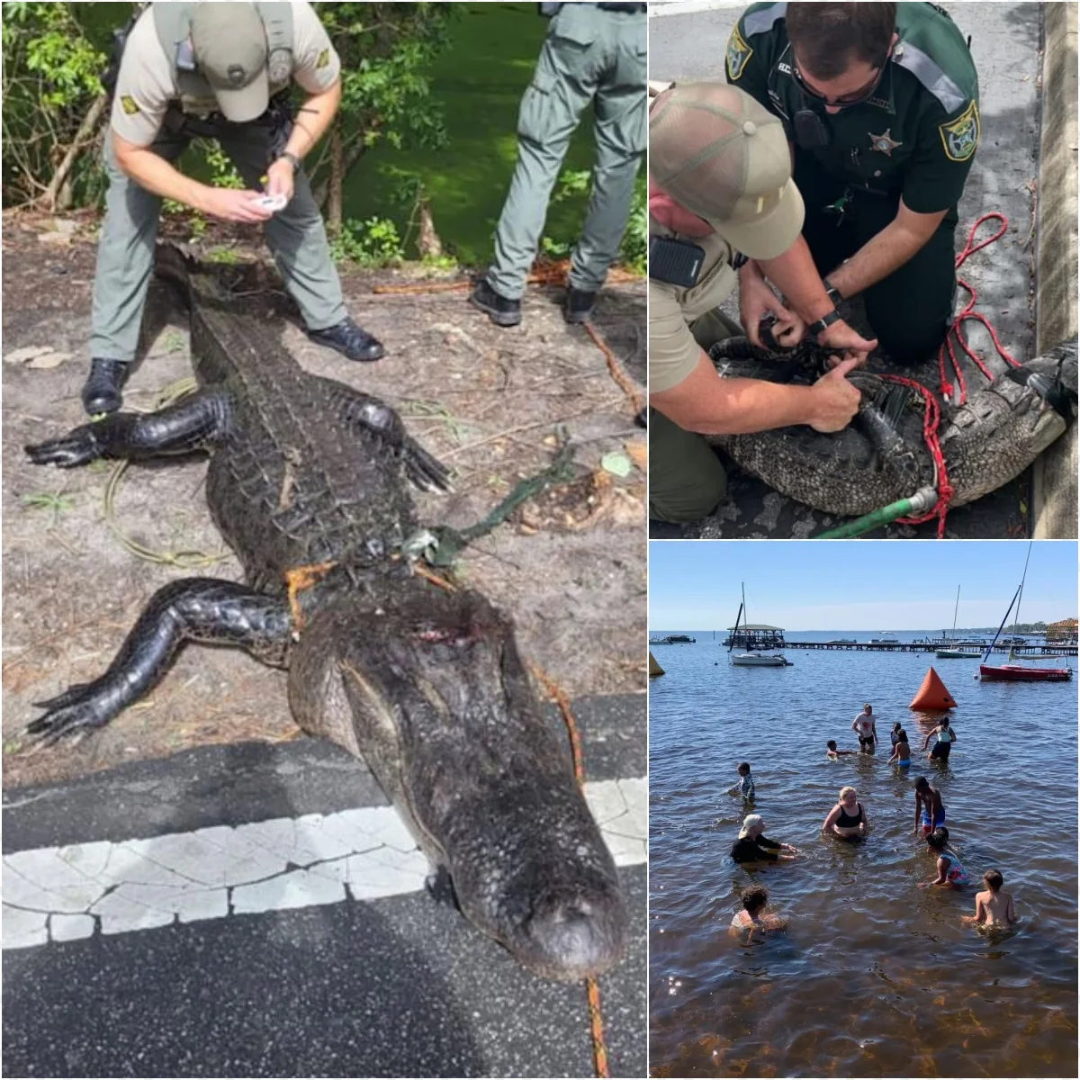 12-Year-Old Girl’s Scream Echoes as Alligator Drags Her Under – What ...