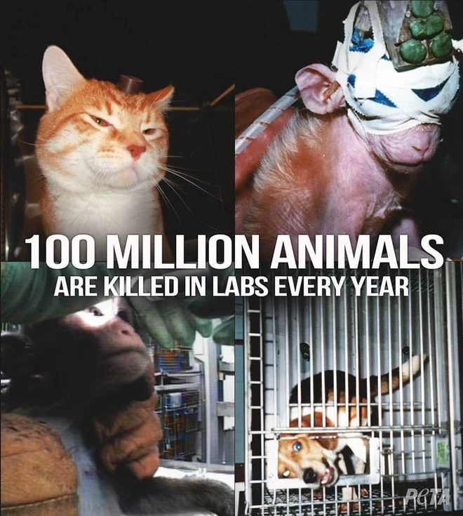 EYE-WATERING CRUELTY: 5 Unethical Animal Experiments Still Approved ...