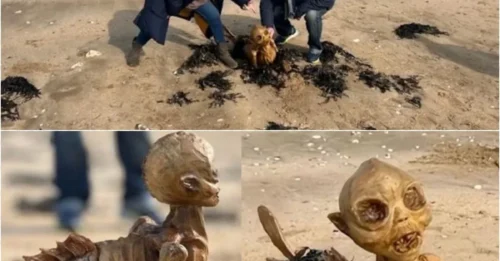 Beachgoers Stunned: ‘It Wasn’t Human’ – Bizarre Skeletal Creature With ...