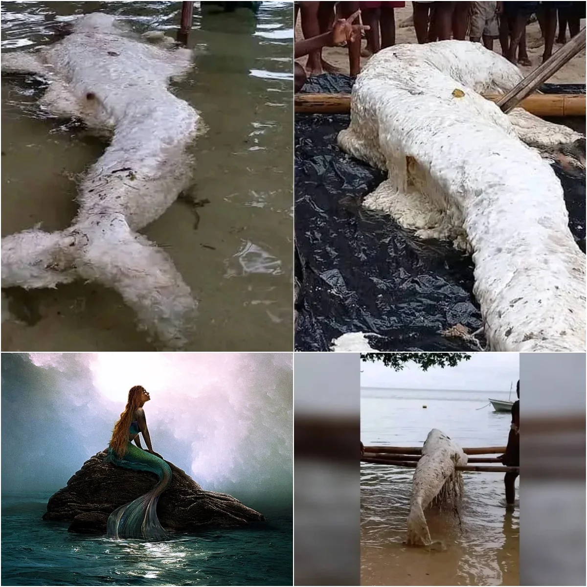 MERMAID MYSTERY: Bizarre Sea Creature Washes Ashore in Papua New Guinea ...