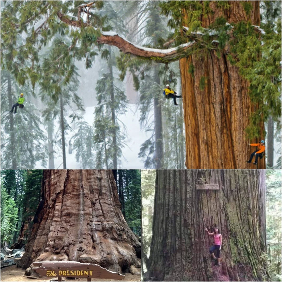 FACT: This 3,200-Year-Old Tree Is So Big, Not a Single Photo Exists of ...