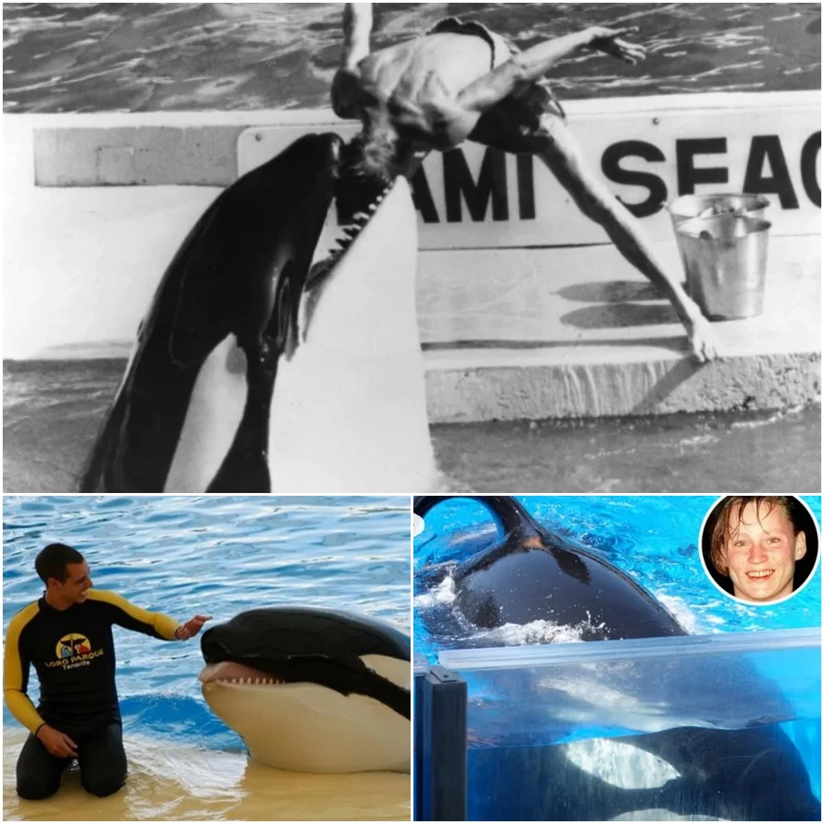 THE REVENGE OF THE KILLER WHALE: A chilling photo reveals the hatred of ...