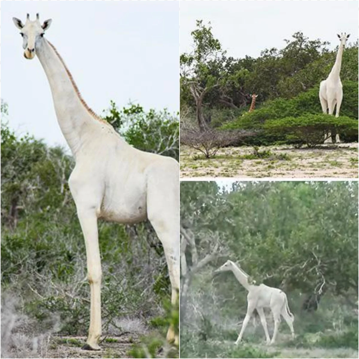 Shocking Discovery: Snow-White Giraffes – The Mystery of a Rare Genetic ...