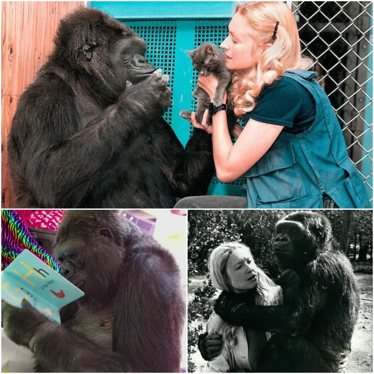 Koko the Gorilla: The Emotional Genius Who Stunned the World – Her ...