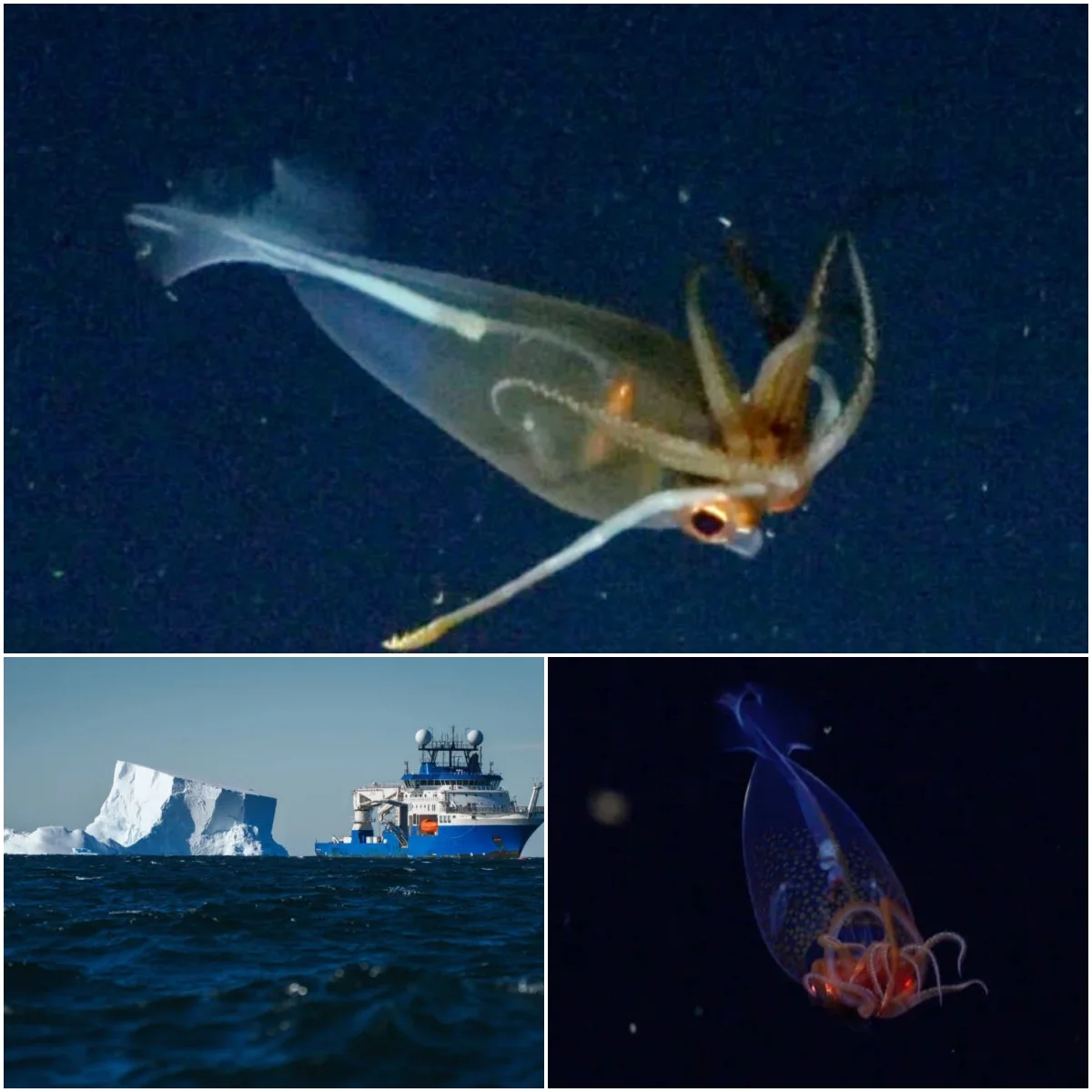 The world is astonished as the legendary creature - the giant squid ...