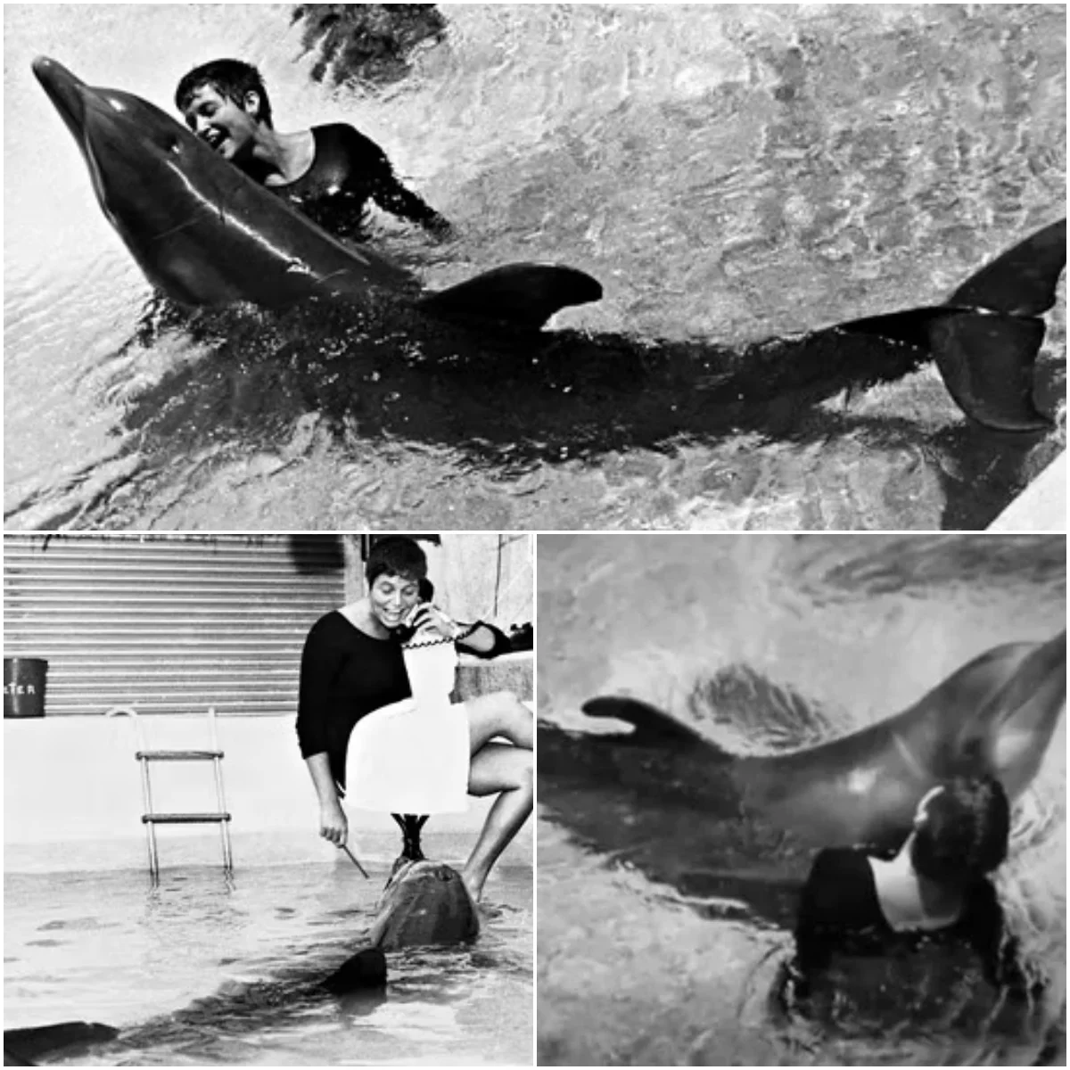 Shocking Secret: The $60 Million NASA’s 1960s Dolphin Experiment ...