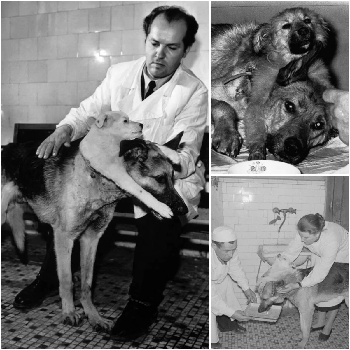 Demikhov’s Monstrous Two-Headed Dog– The Horrifying Soviet Experiment ...