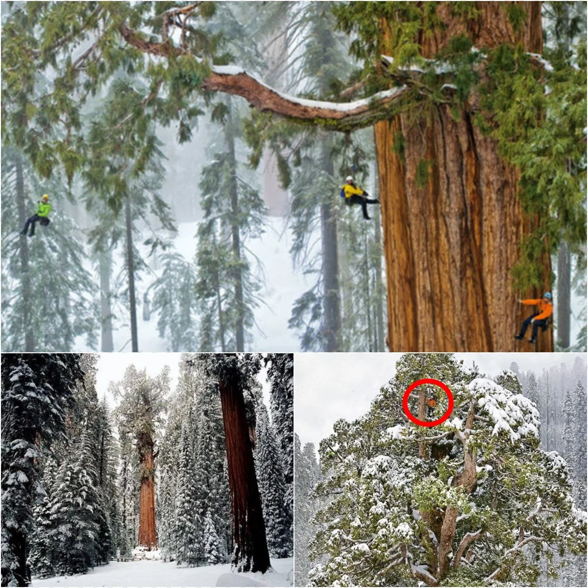 After 3,200 years standing tall, this colossal ancient tree has finally ...