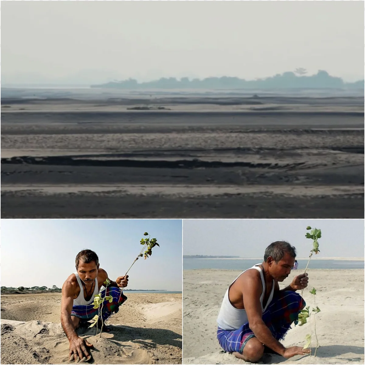 16-Year-Old Planted 1 Tree Daily on a Barren Island – 40 Years Later ...