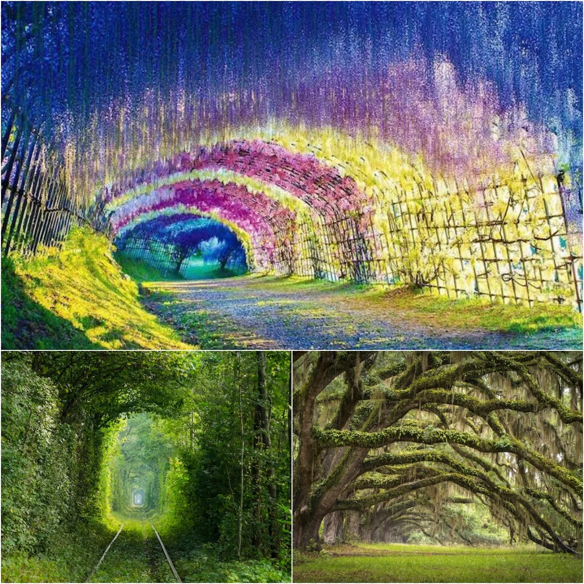 Walking Through These 15 Nature Tunnels Feels Like Stepping Into a Dream