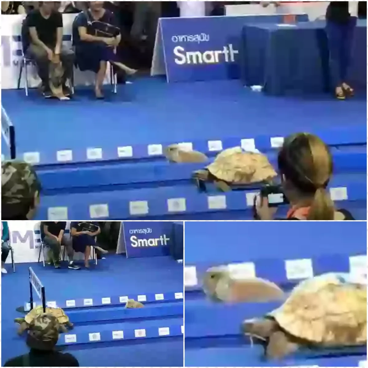 Real-World Challenge Proves: Speed Doesn’t Matter, the Tortoise Is the ...