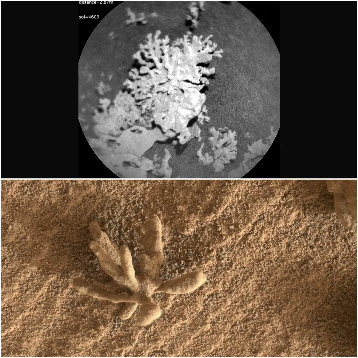NASA finds coral-shaped rock on Mars that could be billions of years old