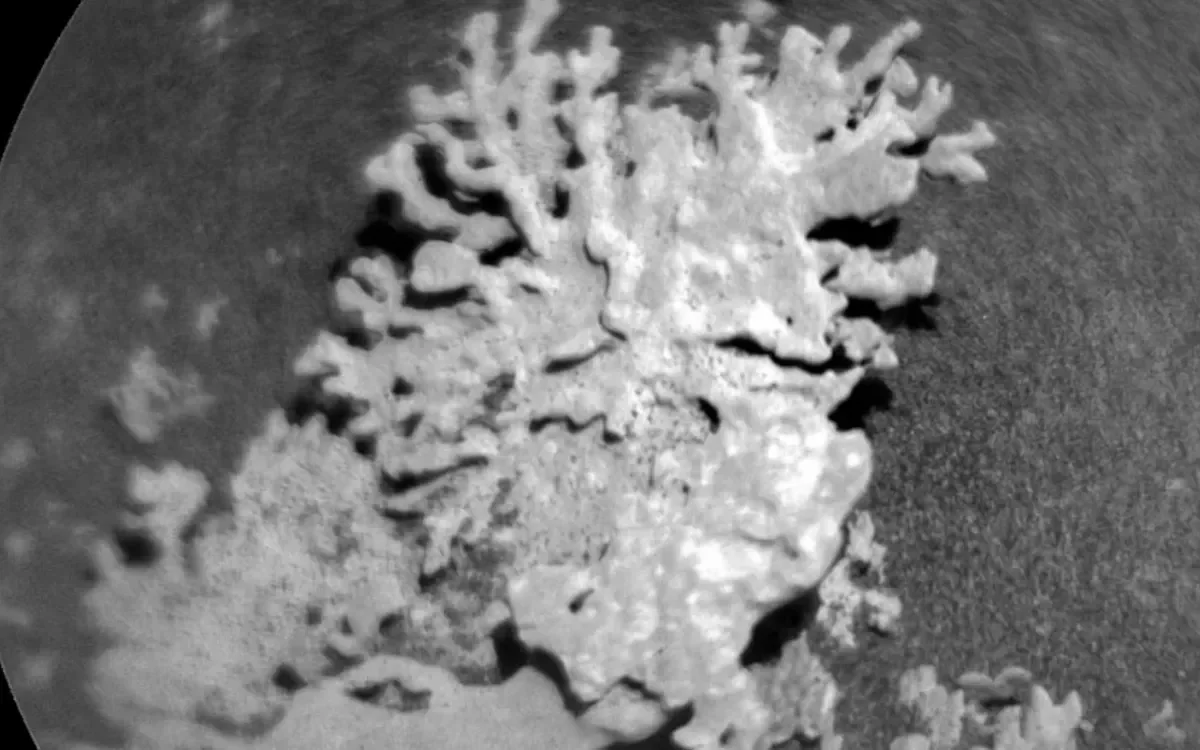 Mars' Ancient Secret: NASA Discovers Billion-Year-Old 'Coral' Fossils ...