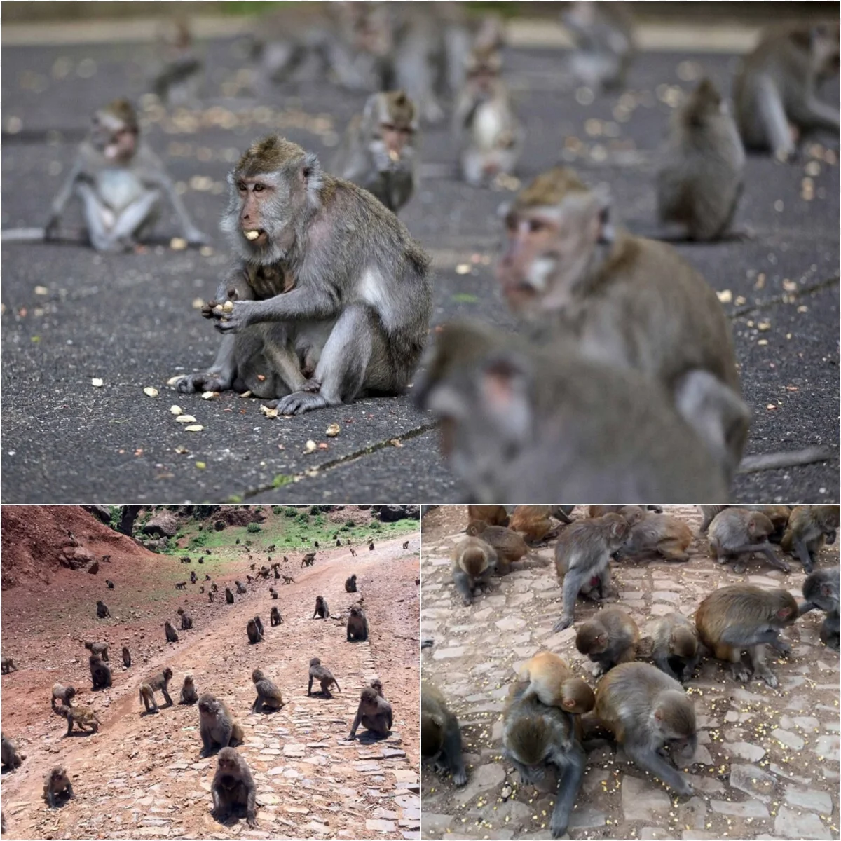 Horror Unleashed: Mountain Macaques Attack Village After Being Lured as ...