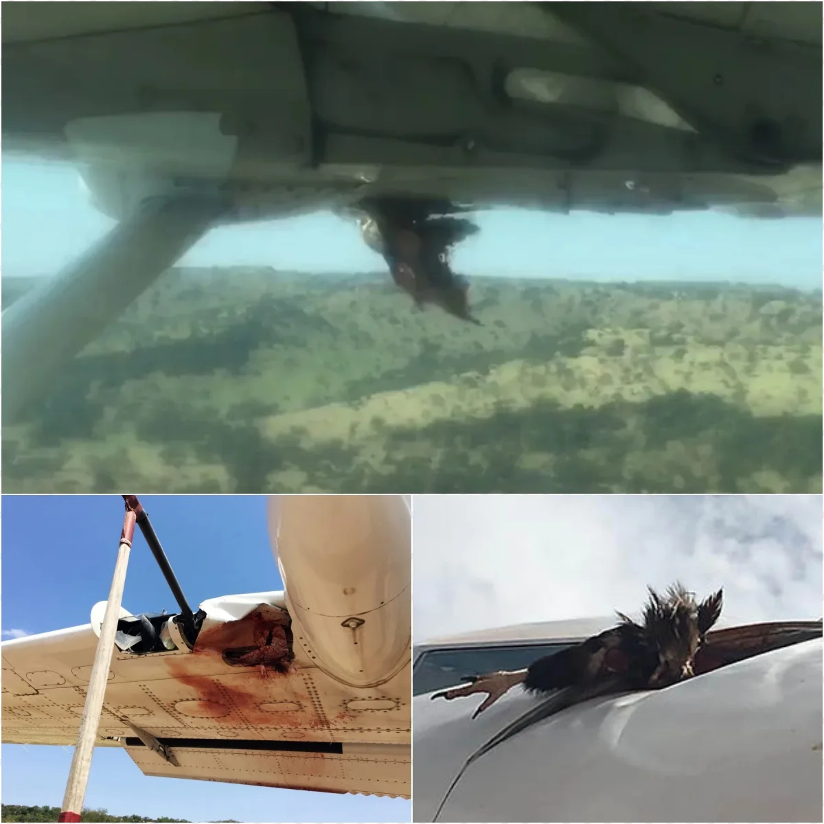 Horrifying Close Call: Enormous Vulture Collides with Passenger Plane—Pilot Makes Emergency Landing!