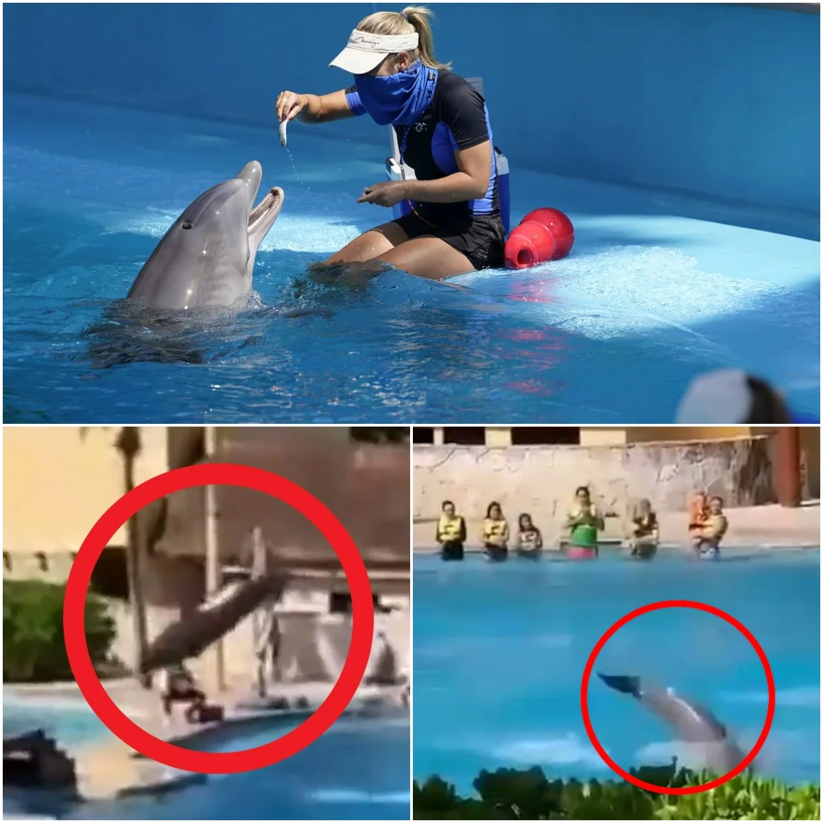 DOLPHIN TRAGEDY Horror moment dolphin leaps to its death at notorious ...