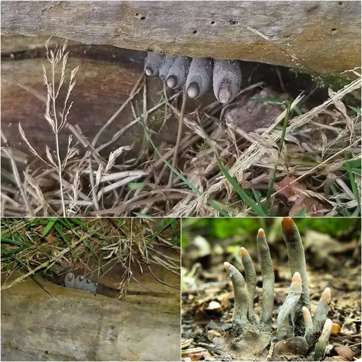 This Fungus is Known as ‘Dead Man’s Fingers’ And Is Kind of Disturbing