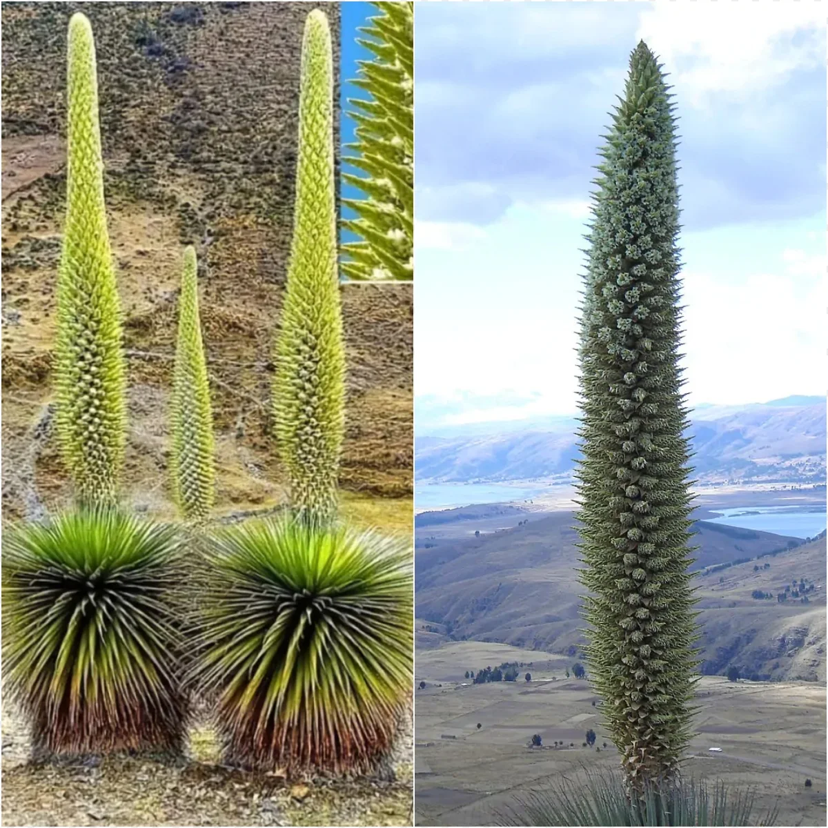 Century-Old Mystery: The Giant Plant Wakes Up, Blooms Spectacularly ...