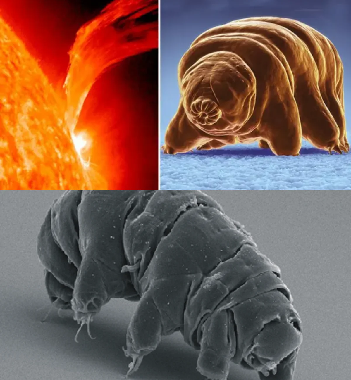 Tardigrades Will Outlast Humanity, Dominate the Planet and Survive ...