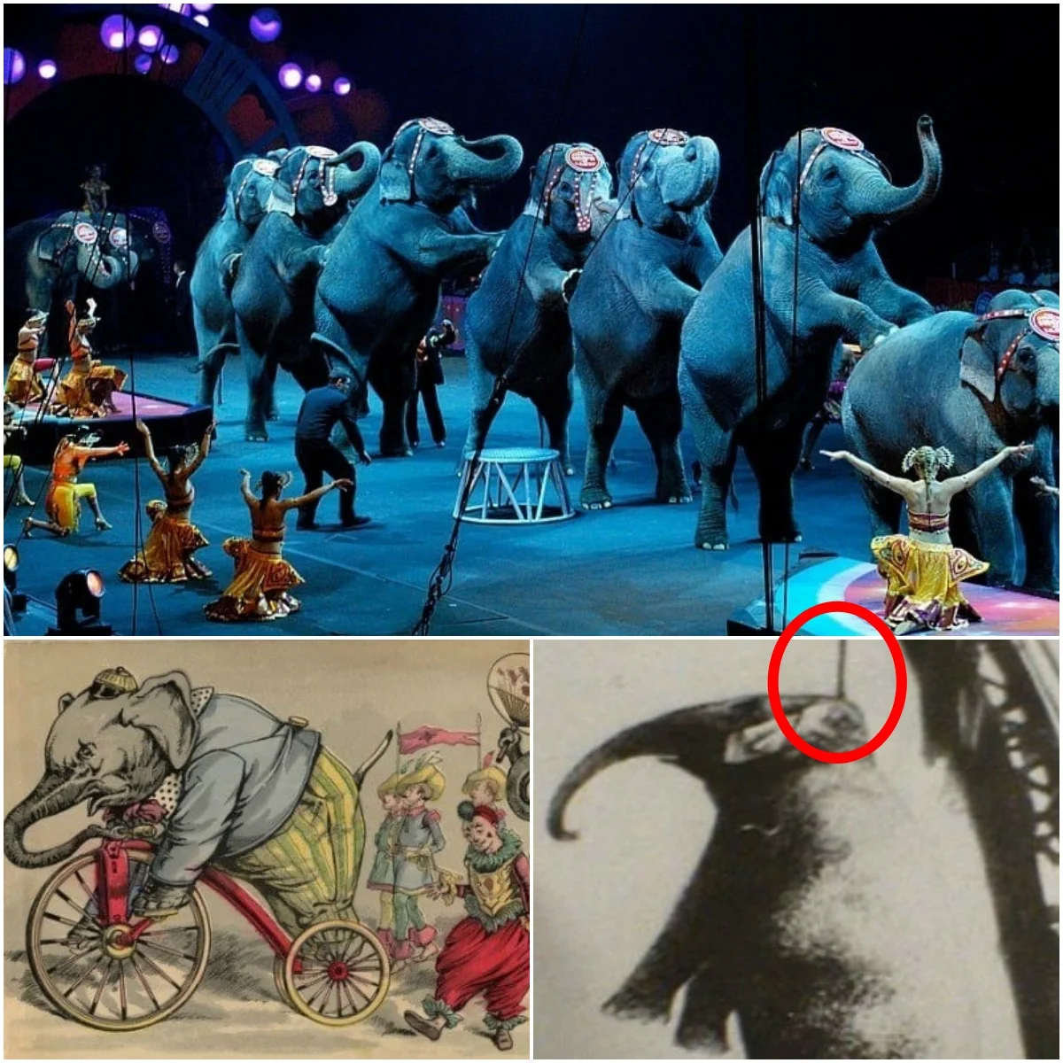 THE EXECUTION OF MURDEROUS MARY: The Shocking True Story of the Circus ...