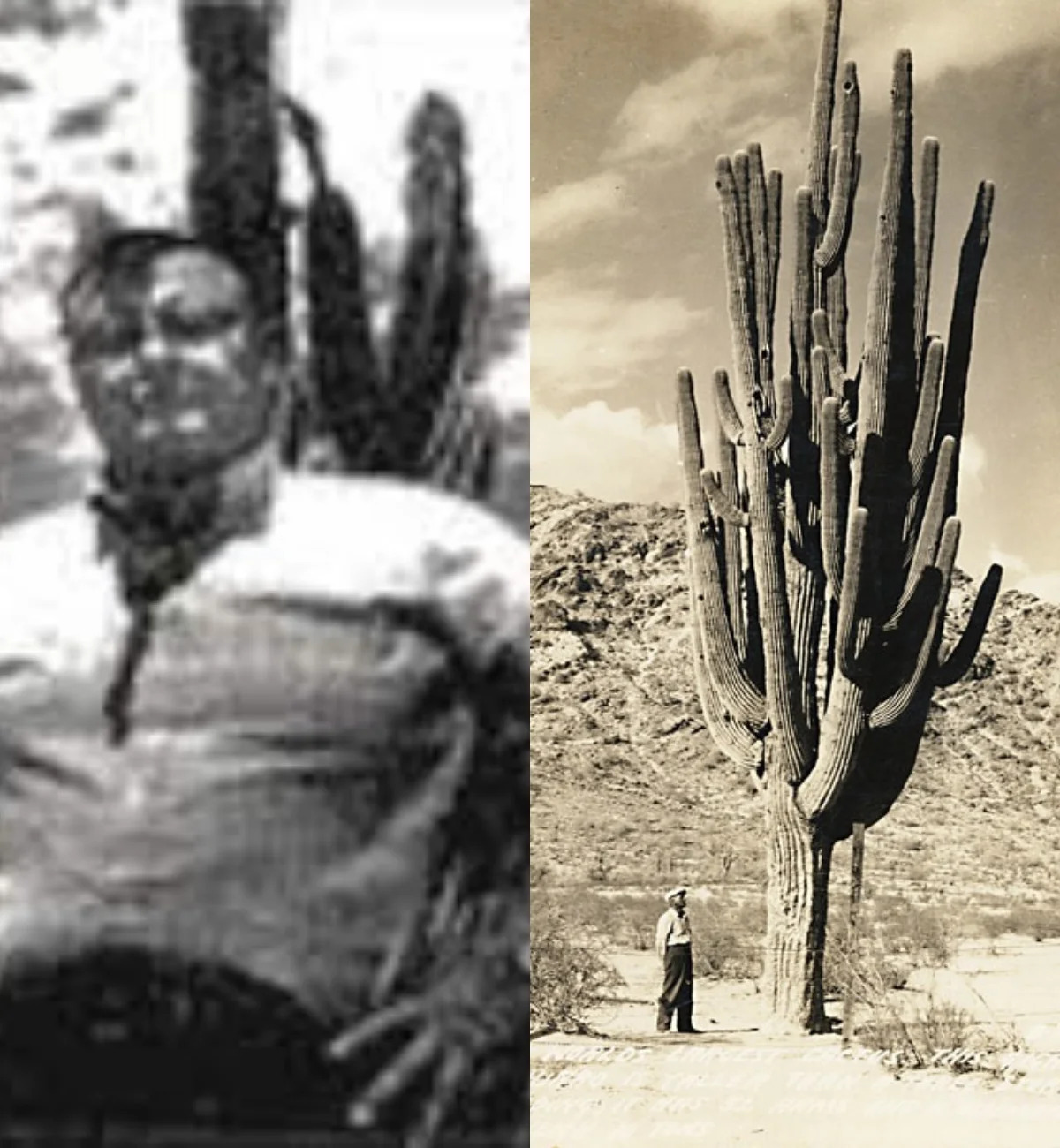 Shocking truth: It wasn’t the thorns, but the deadly secret hidden ...