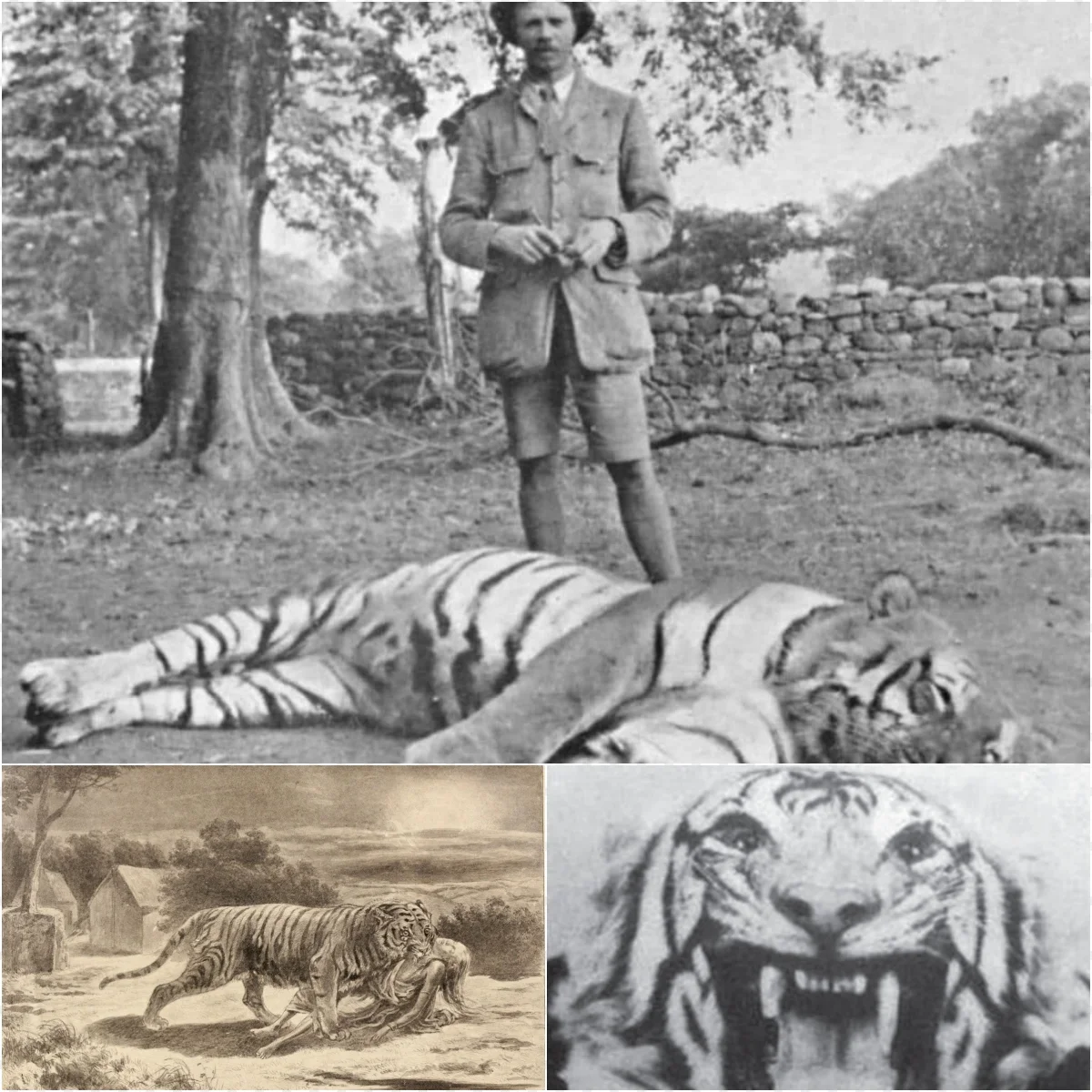 HOW COULD ONE TIGER KILL 436? The HORRIFYING Truth Behind History's ...