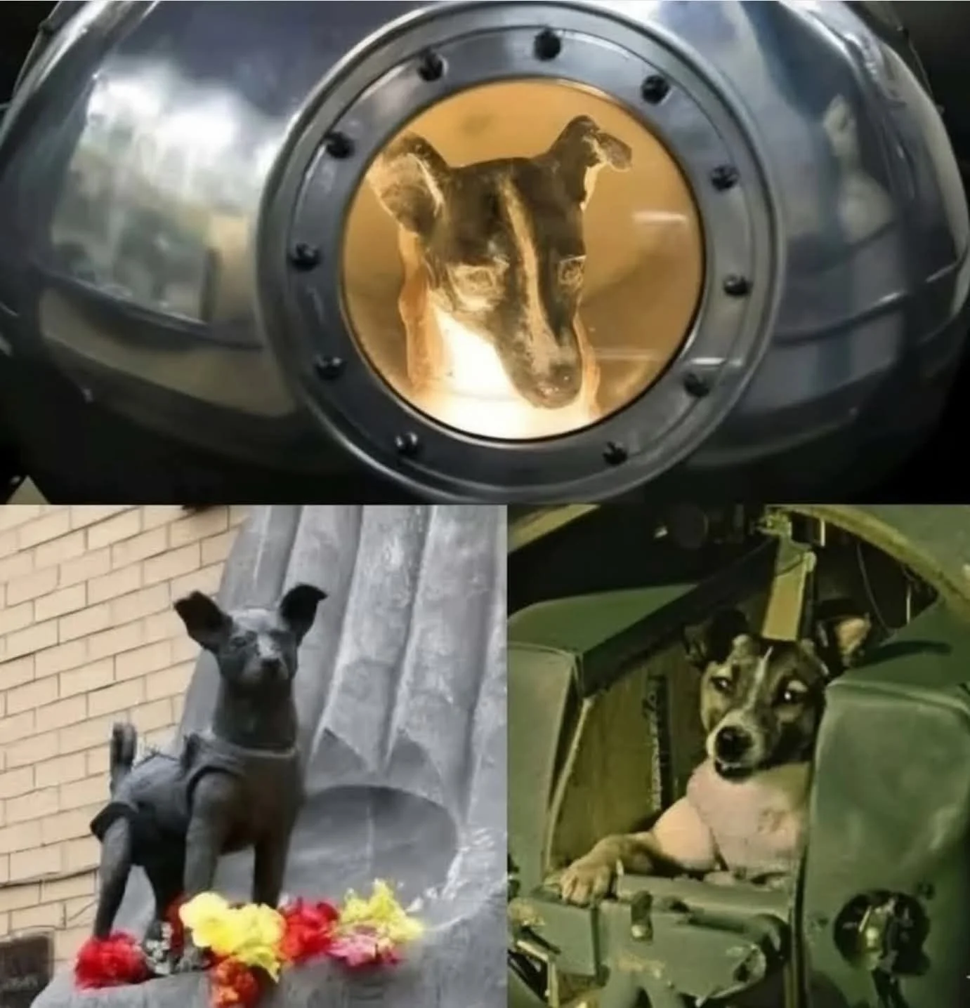 THE MOST TRAGIC DOG IN SPACE: The HORRIFYING True Story of Laika's One ...