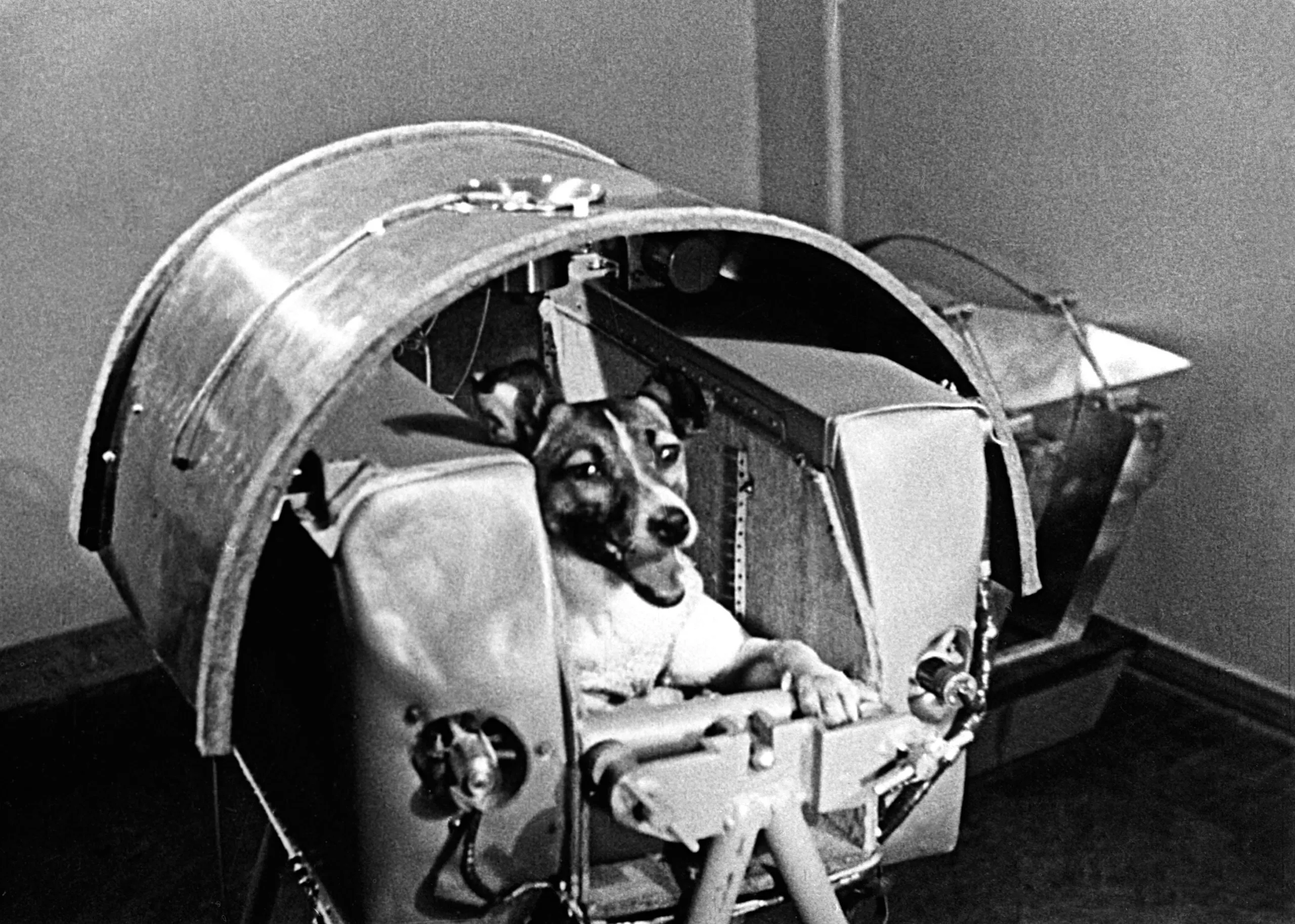 THE MOST TRAGIC DOG IN SPACE: The HORRIFYING True Story of Laika's One ...