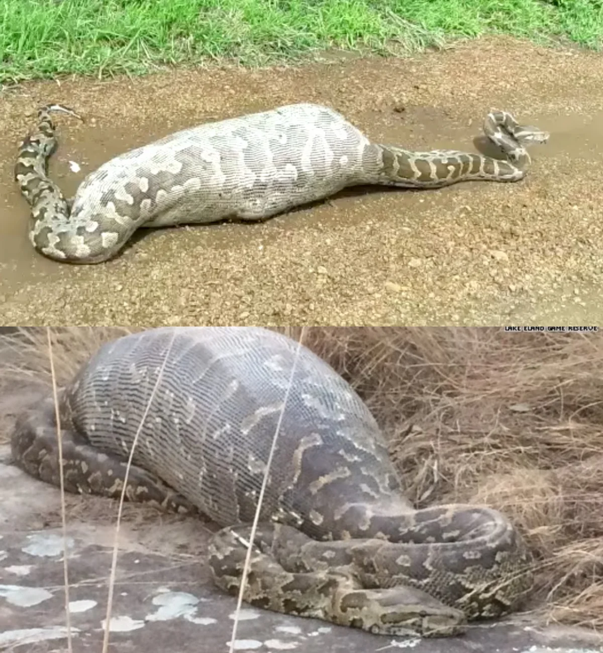 20ft Python Dies from Fatal Miscalculation: Antelope's Mass Exceeds Its ...
