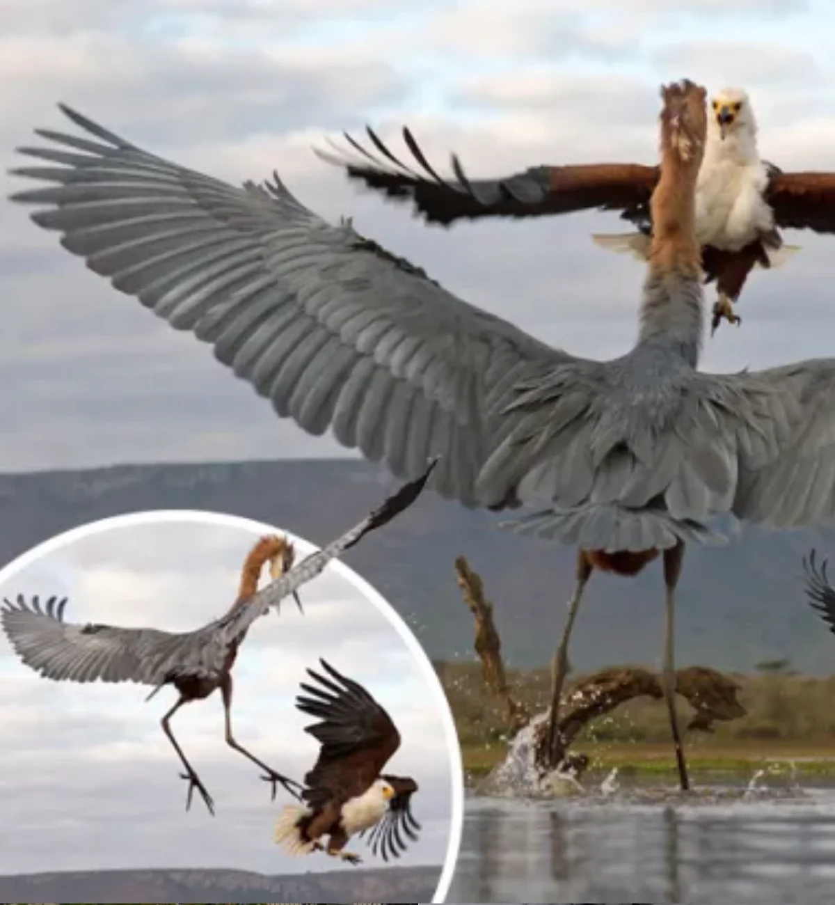 The Unbelievable Scene of a "Greedy" Fish Eagle Snatching Prey from the ...