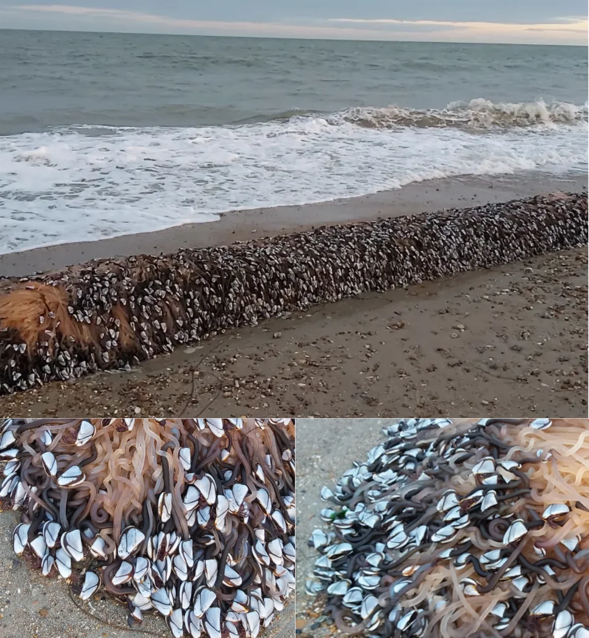 BEACH OF THE BIZARRE! Tide Spits Out Millions in 'Alien' Creatures ...