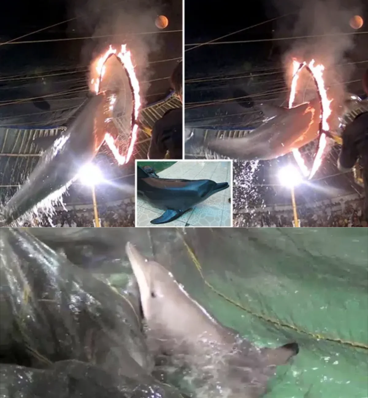 Factual Footage Reveals: Dolphins in Indonesia Are Literally Jumping ...