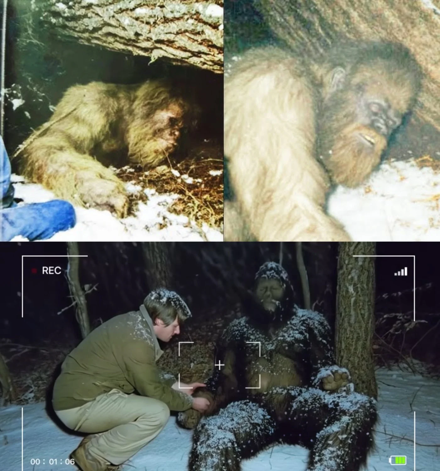 "WE COULDN'T LET IT DIE": Rangers Make UNPRECEDENTED Rescue, Claiming ...