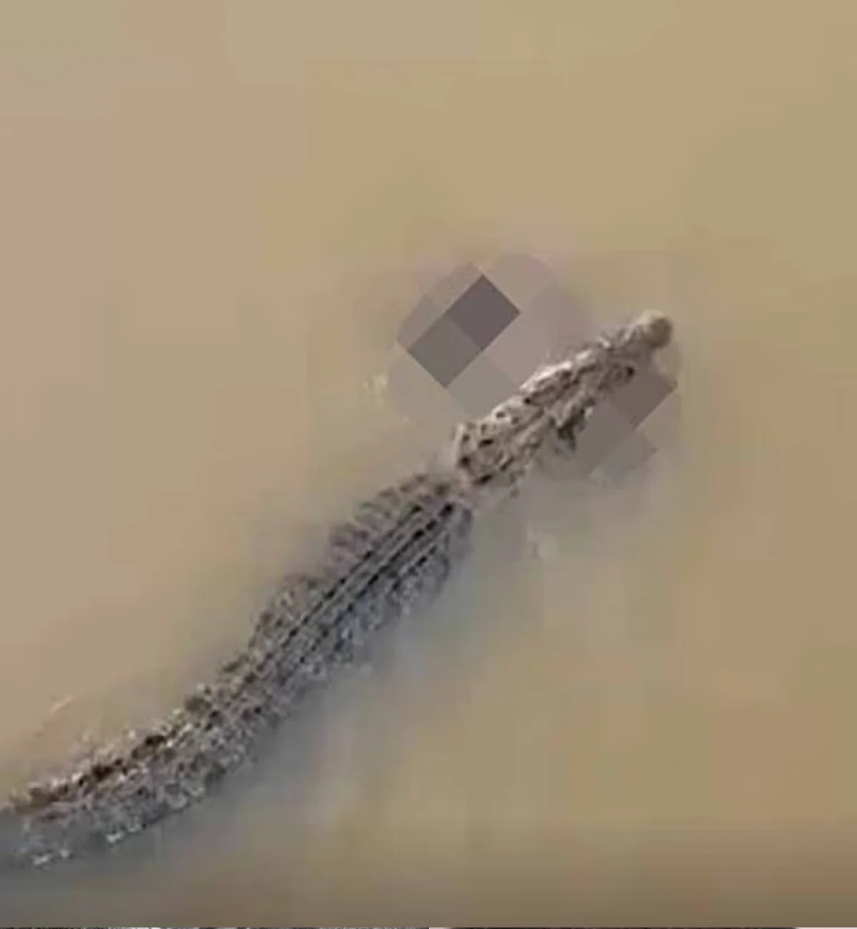 PREHISTORIC BEAST Awakens from River Depths: Woman Taking a Midday Swim ...