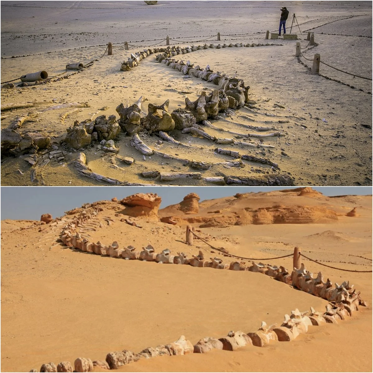 Egypt's Real Treasure Isn't the Pyramids: It's a Million-Year-Old Whale ...