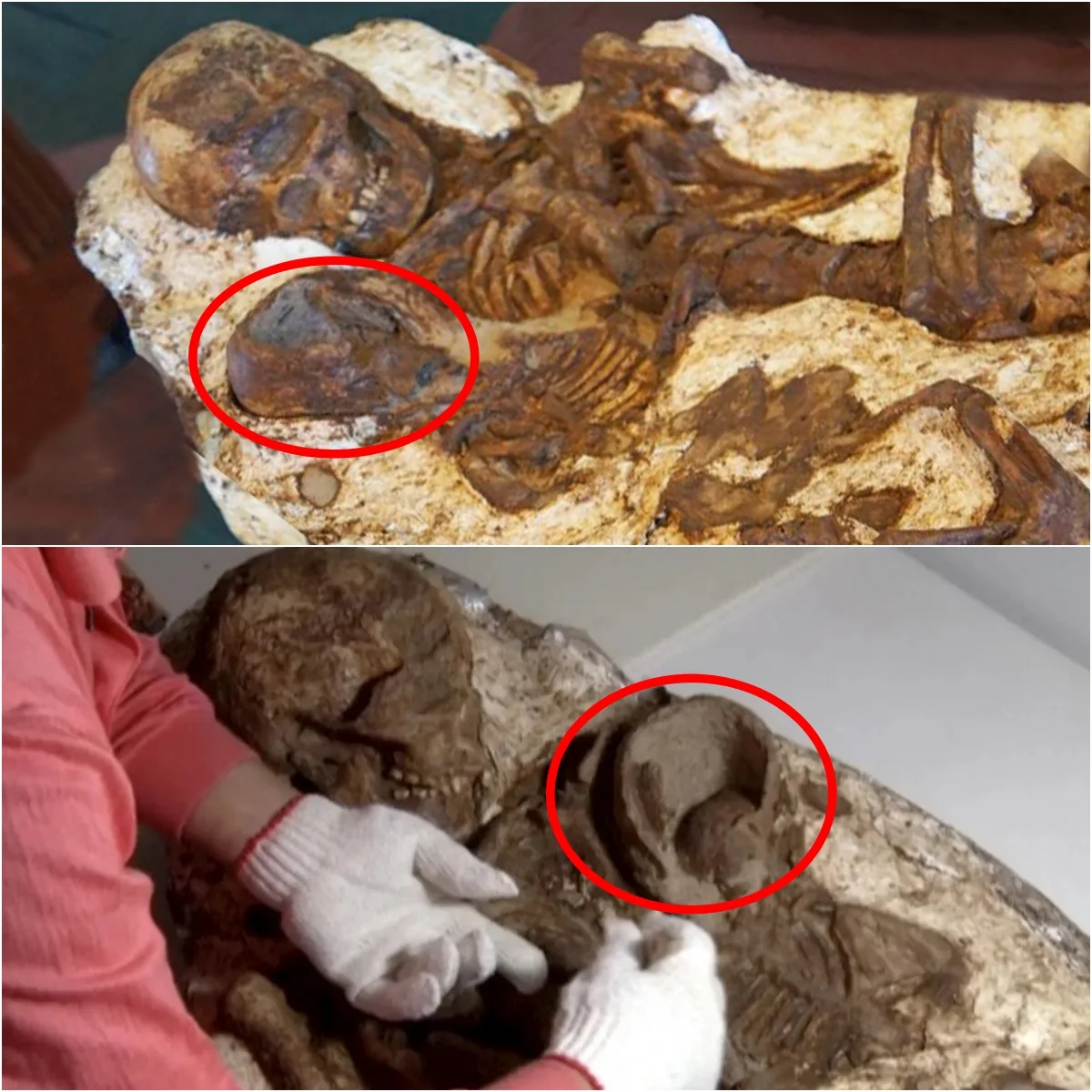 The 4,800-Year-Old 'Embracing' Fossils: The Heartbreaking Story Behind ...