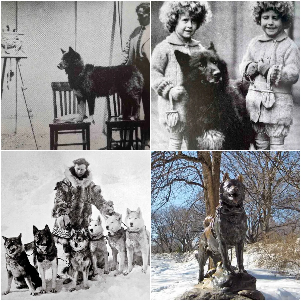THEY CALLED IT “THE BLIZZARD WITH TEETH”: Balto – The Sled Dog Who Led ...