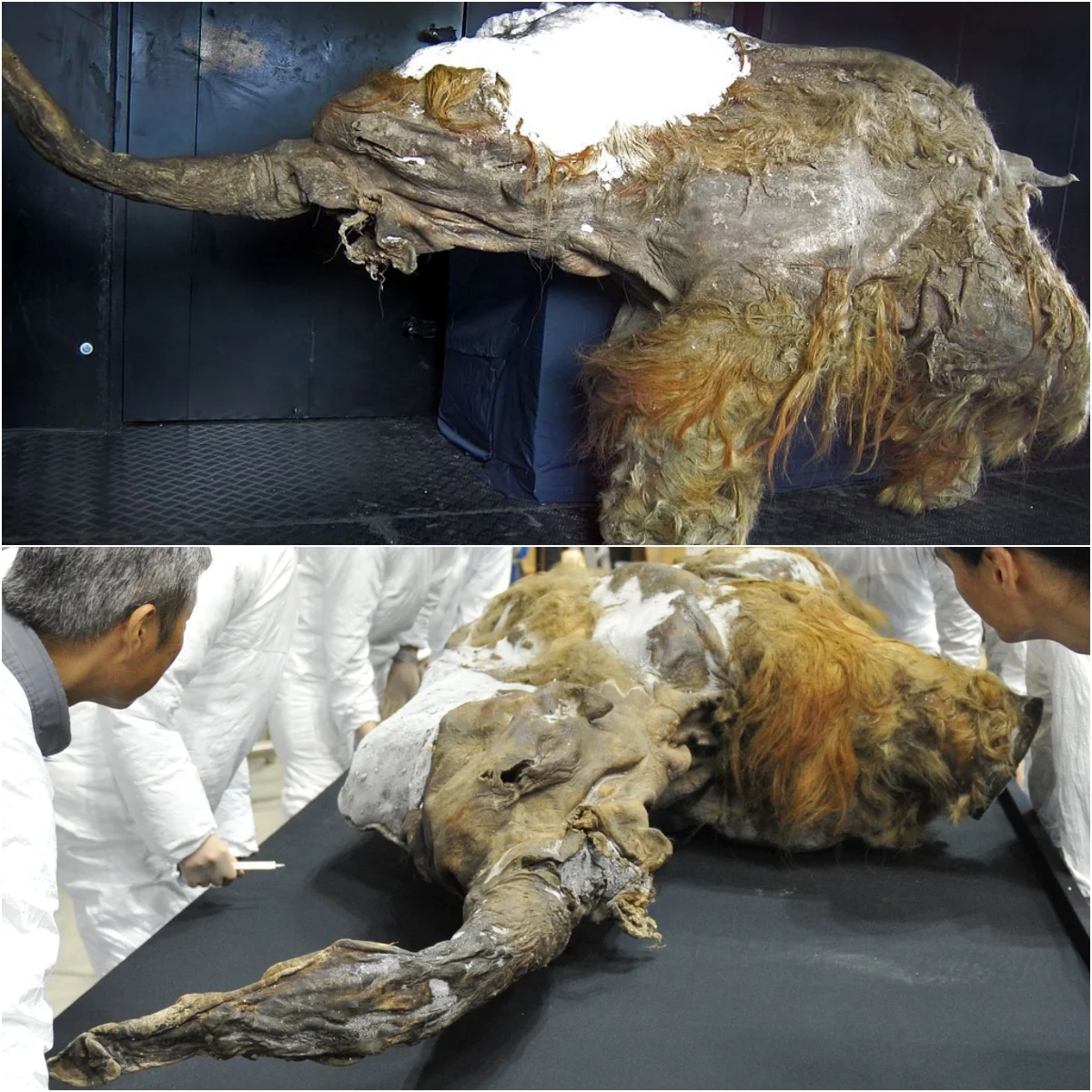 Life Reborn from the Ice: Experiment Revives 28,000-Year-Old Mammoth ...