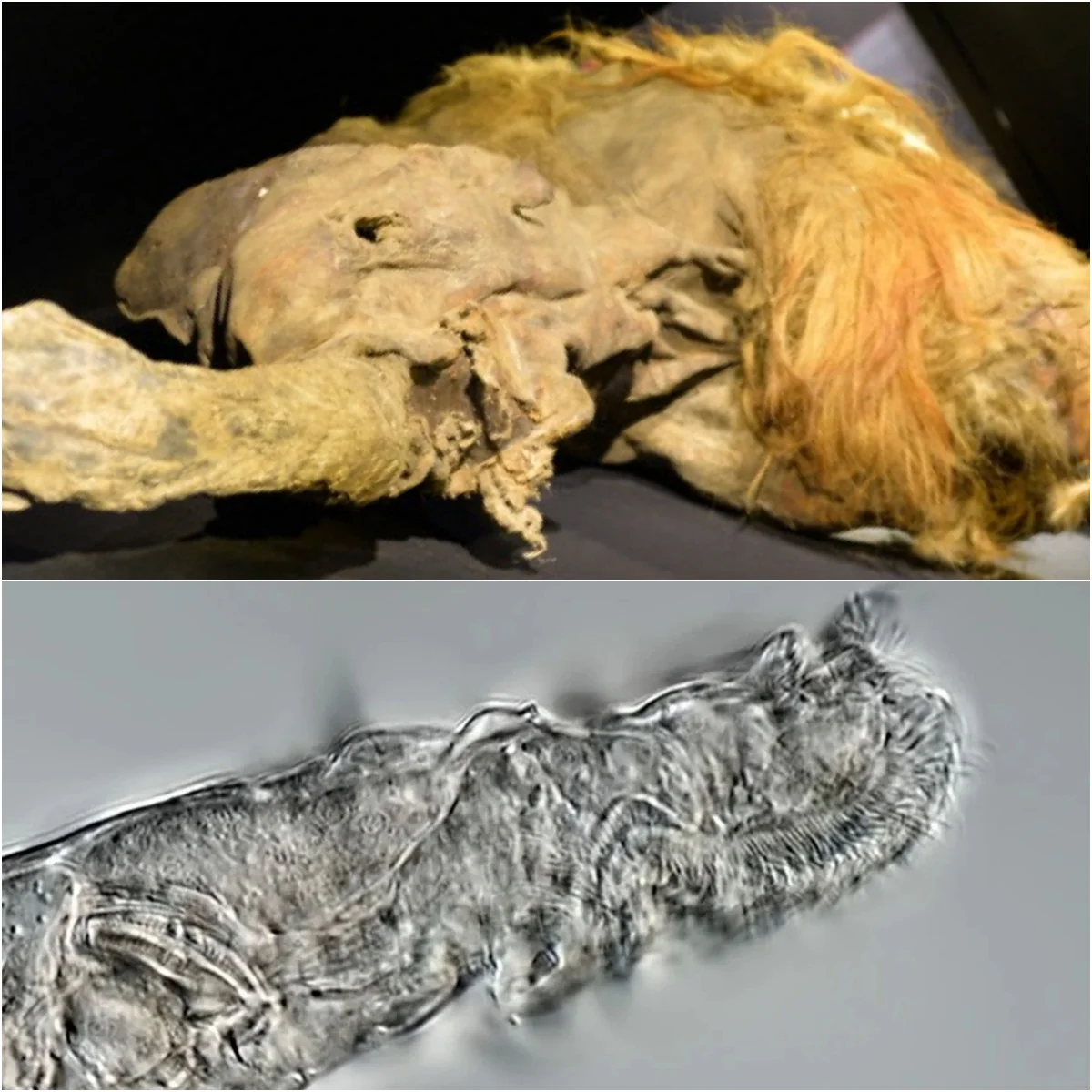 24,000-Year-Old Animal Found Alive After Being Preserved in Siberian ...
