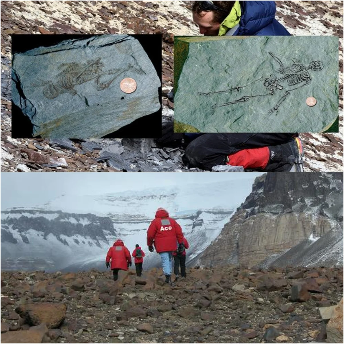 600 million-year-old fossils of tiny humanoids found in Antarctica
