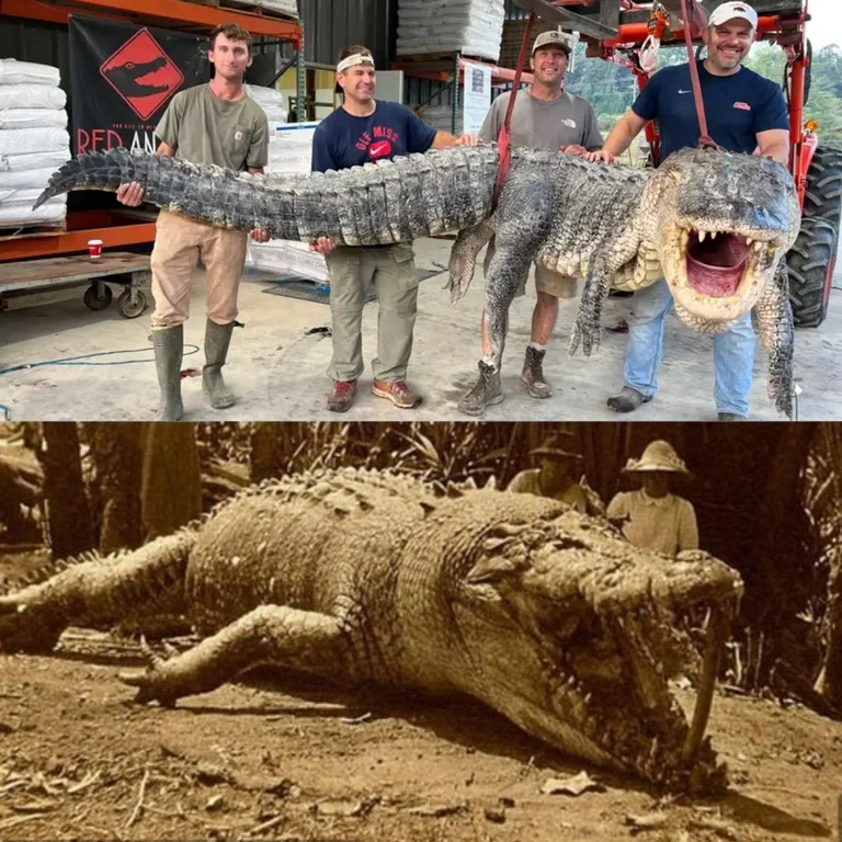 A Florida-based crocodile hunting company recently discovered a giant ...