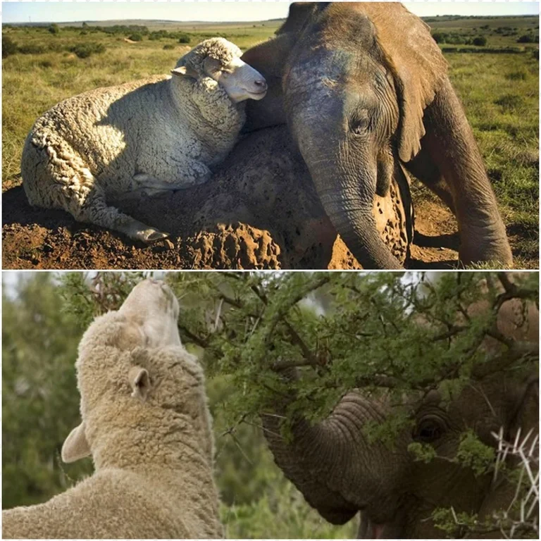 A Unique Friendship: How Albert the Sheep and Themba the Baby Elephant ...